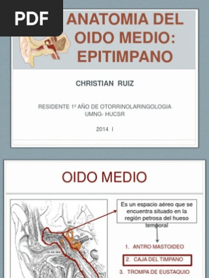 Anatomía Del Antro Mastoideo Oído Medio: Anatomía, Partes,