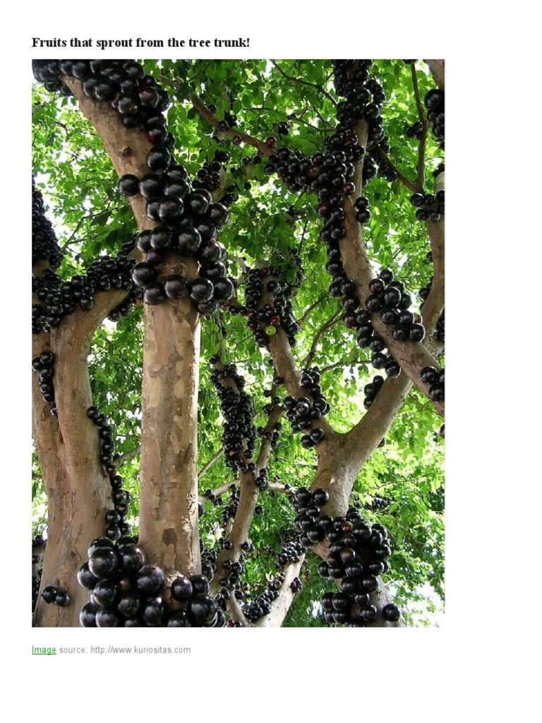 Fruits That Sprout From The Tree Trunk | PDF