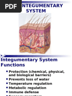 Worksheet The Integumentary System | PDF