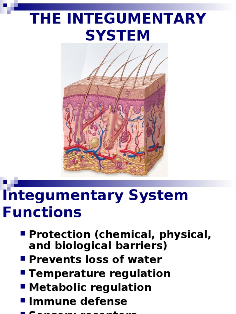 04 INTEGUMENTARY Powerpoint | PDF | Integumentary System | Epidermis