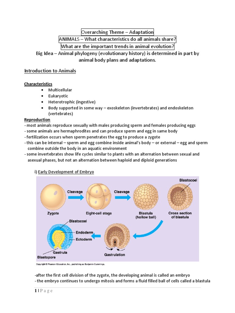 Animals-Adaptations Intro Notes | PDF | Sponge | Coral