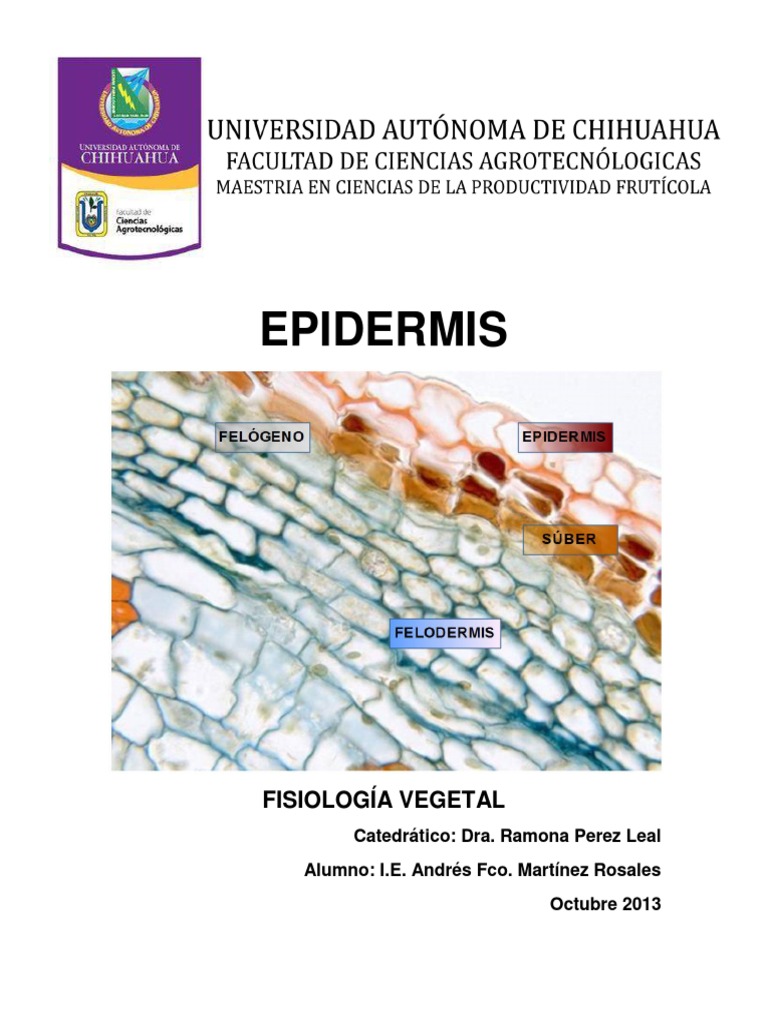 Epidermis y Peridermis en Plantas | PDF | Hoja | Botánica