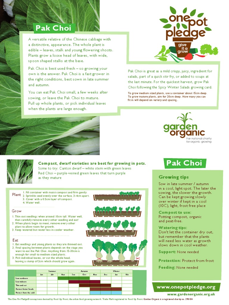 Pak Choi - Organic Growing Guides for Teachers + Students + Schools ...
