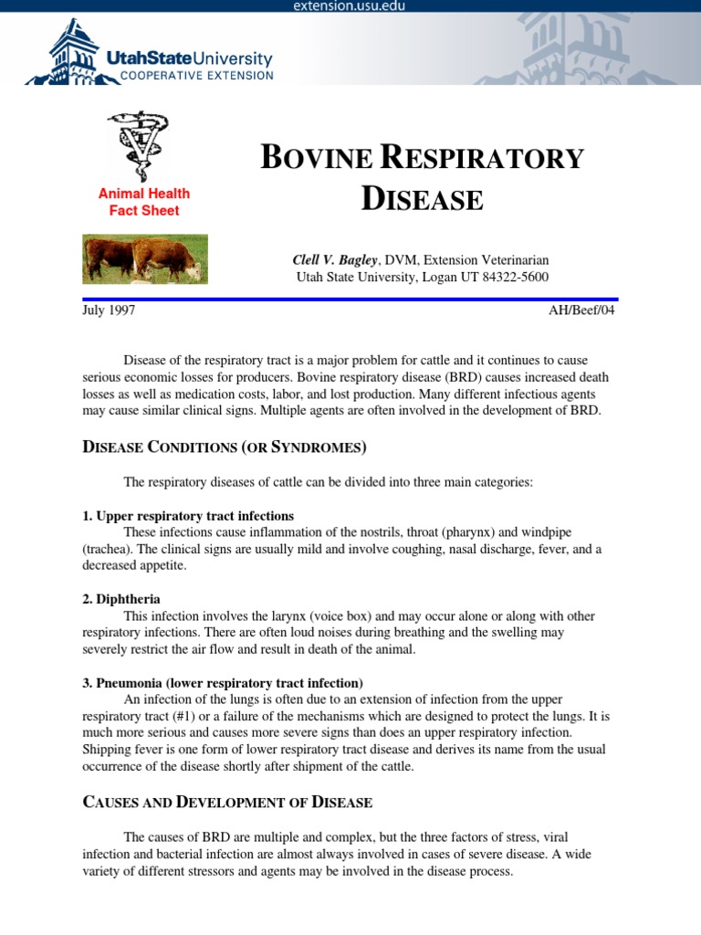 Bovine Respiratory Disease | PDF | Vaccines | Respiratory Tract