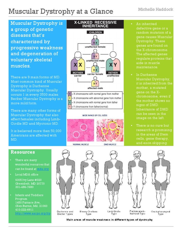 Muscular Dystrophy Fact Sheet | PDF | Muscular Dystrophy | Diseases And ...