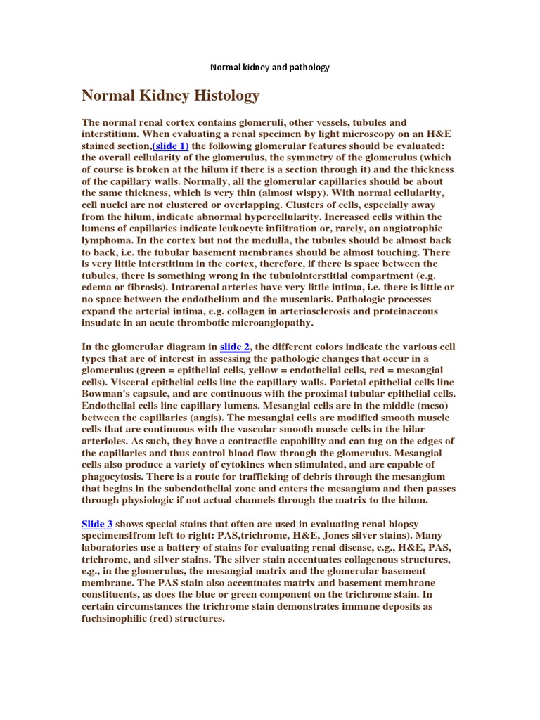 Normal Kidney Histology: (Slide 1) | PDF | Kidney | Clinical Medicine