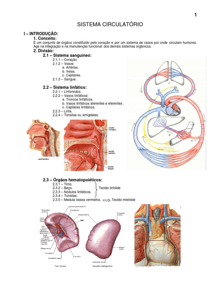 7.sistema Circulatorio | PDF | Coração | Sistema circulatório