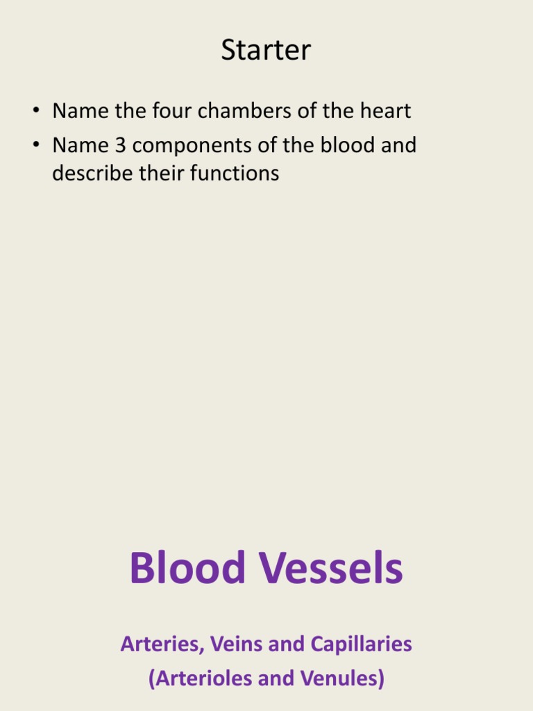 Blood Vessels Pdf Artery Vein