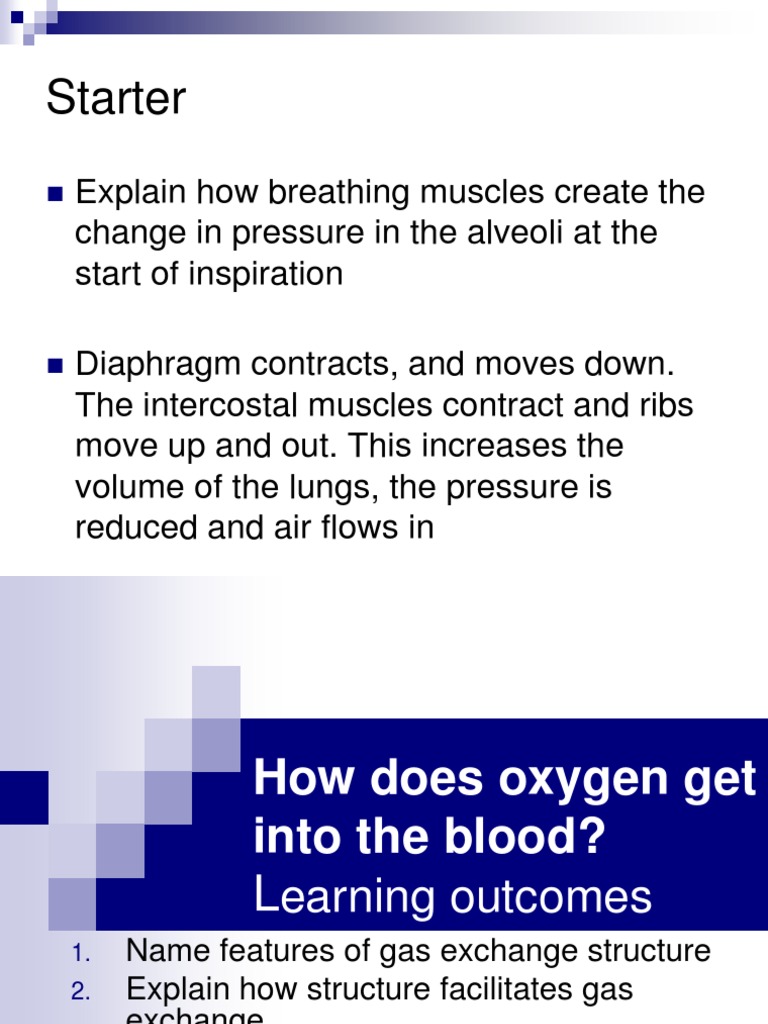How Does Oxygen Get Into The Blood | PDF | Respiration | Phases Of Matter