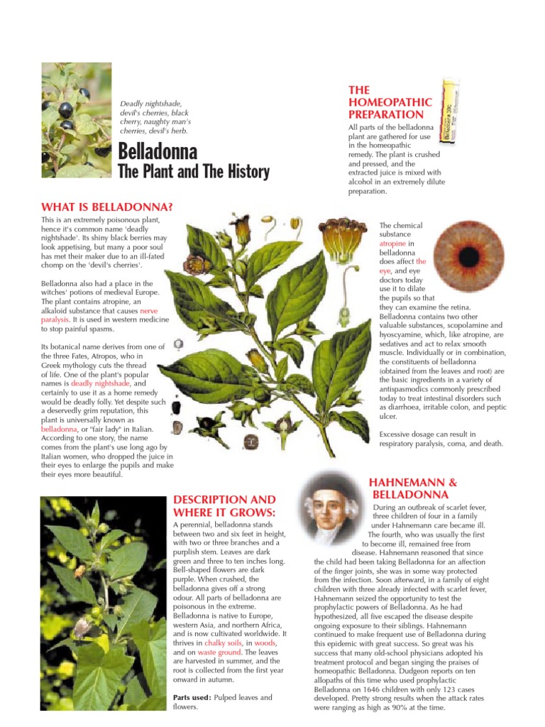 Belladonna | PDF | Medicine | Wellness