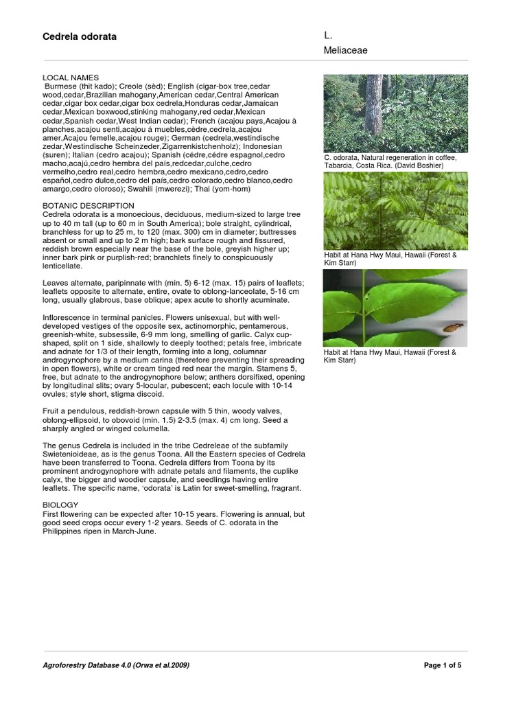 Cedrela Odorata | PDF | Wood | Trees