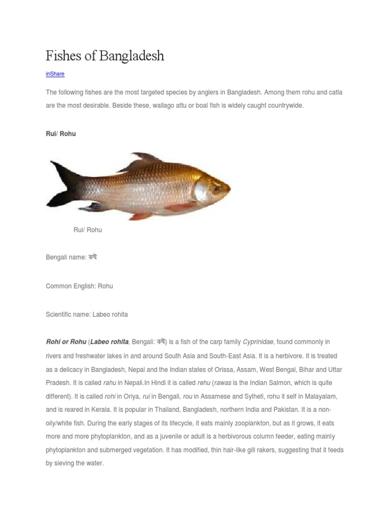 Fishes of Bangladesh | Aquatic Vertebrates | Fish