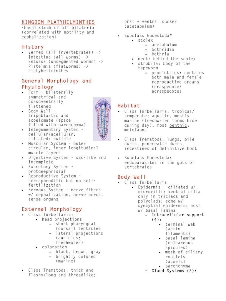 Flatworm Biology Overview | PDF | Zoology | Biology