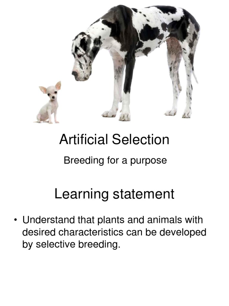 Artificial Selection In Animals
