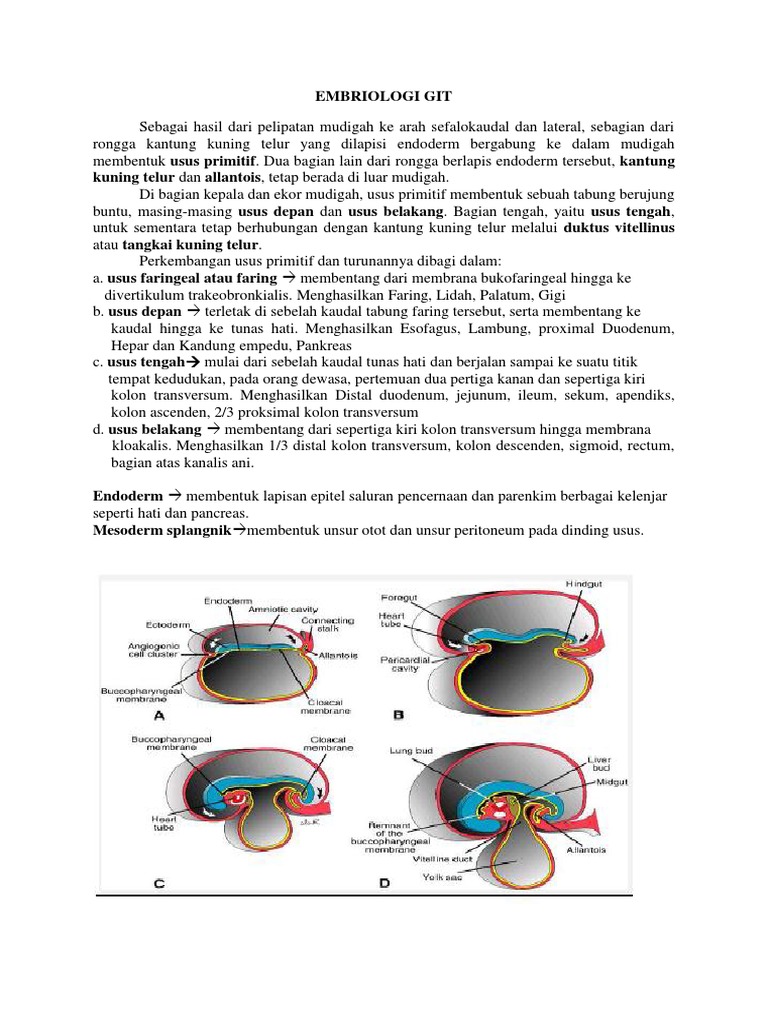 Embriologi GIT Embriologi Esofagus Fisiologi Menelan Malrotasi | PDF | Sains & Matematika