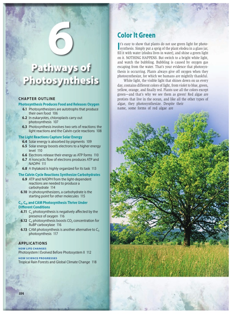 Photosynthesis Notes and Lecture | Download Free PDF | Photosynthesis ...