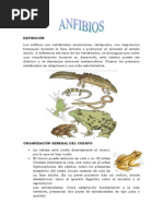 Triptico Anfibios | PDF | Anfibio | Zoología