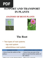 Term 3 Life Science Remote Learning Booklet | PDF | Leaf | Mitosis