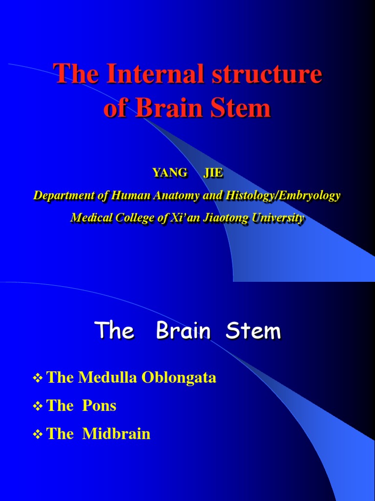 15 The Internal Structures of Brain Stem | PDF | Brainstem | Neuroscience