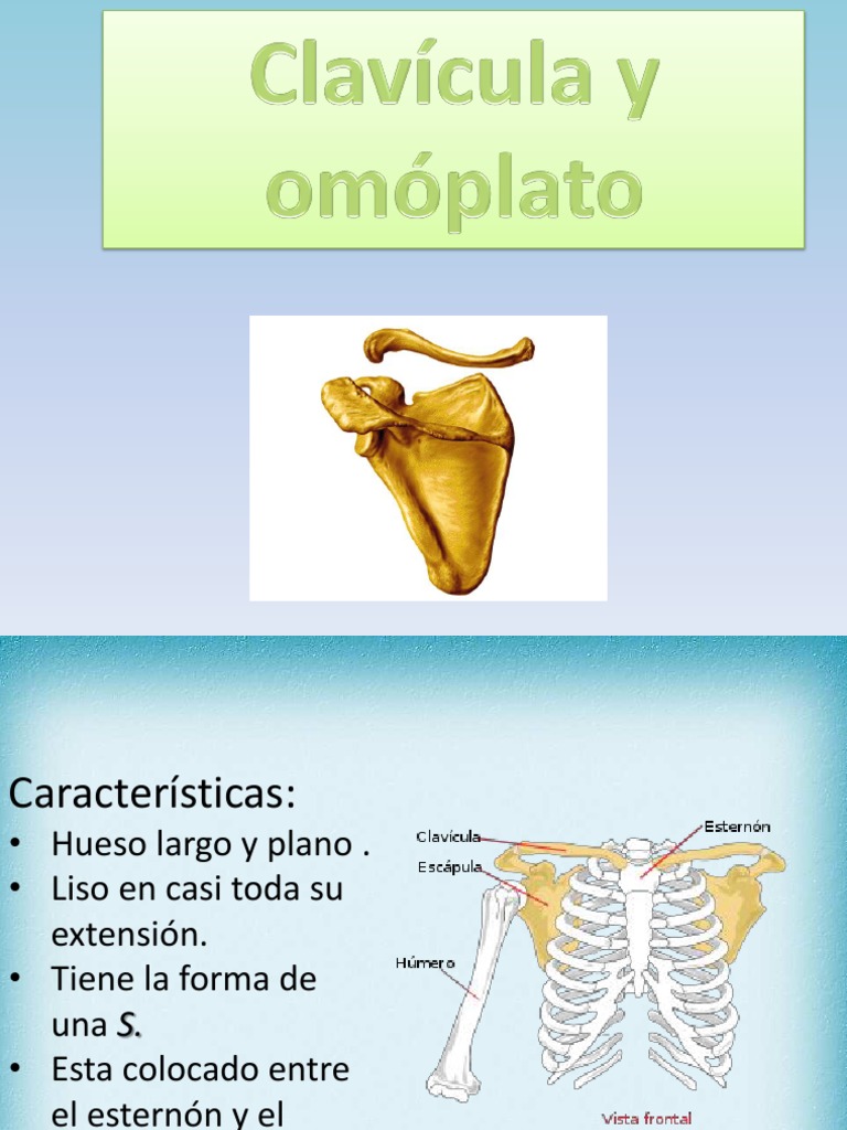 La Clavicula y El Omoplatoexpo (1) | Extremidades (anatomía) | Anatomía ...