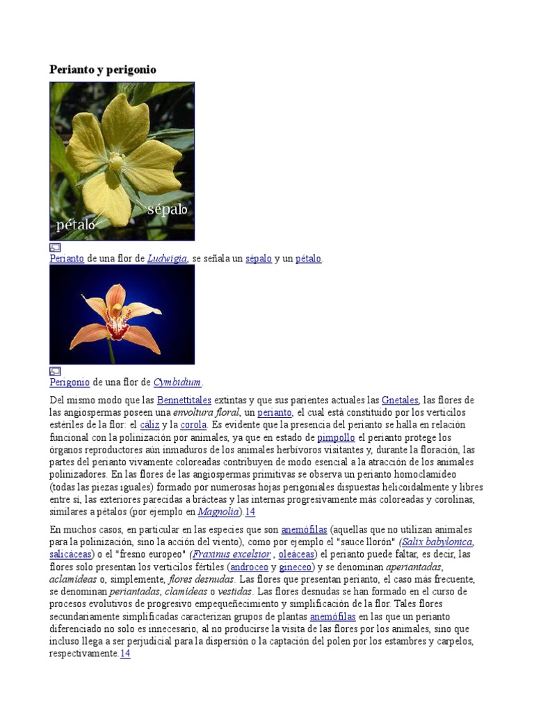 Perianto y Perigonio | PDF | Flores | Polinización