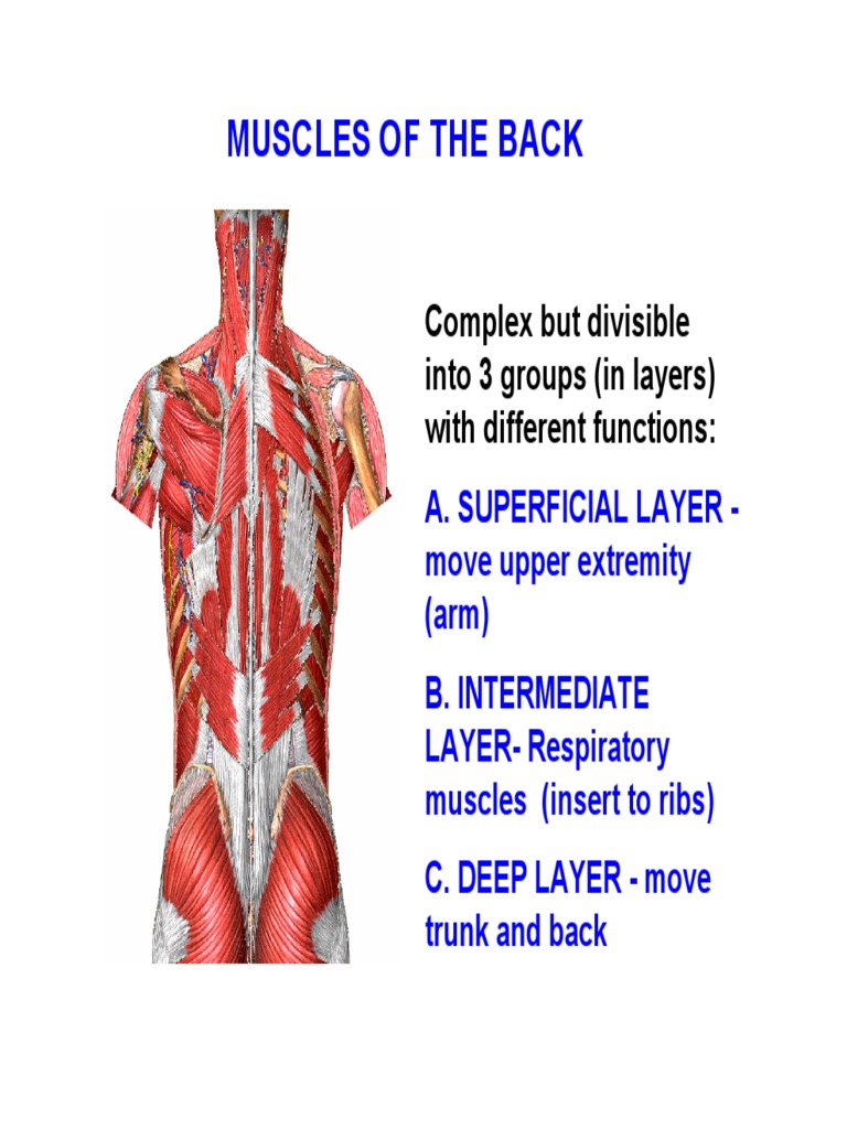 Muscles of Back Lectureff | Vertebra | Vertebral Column
