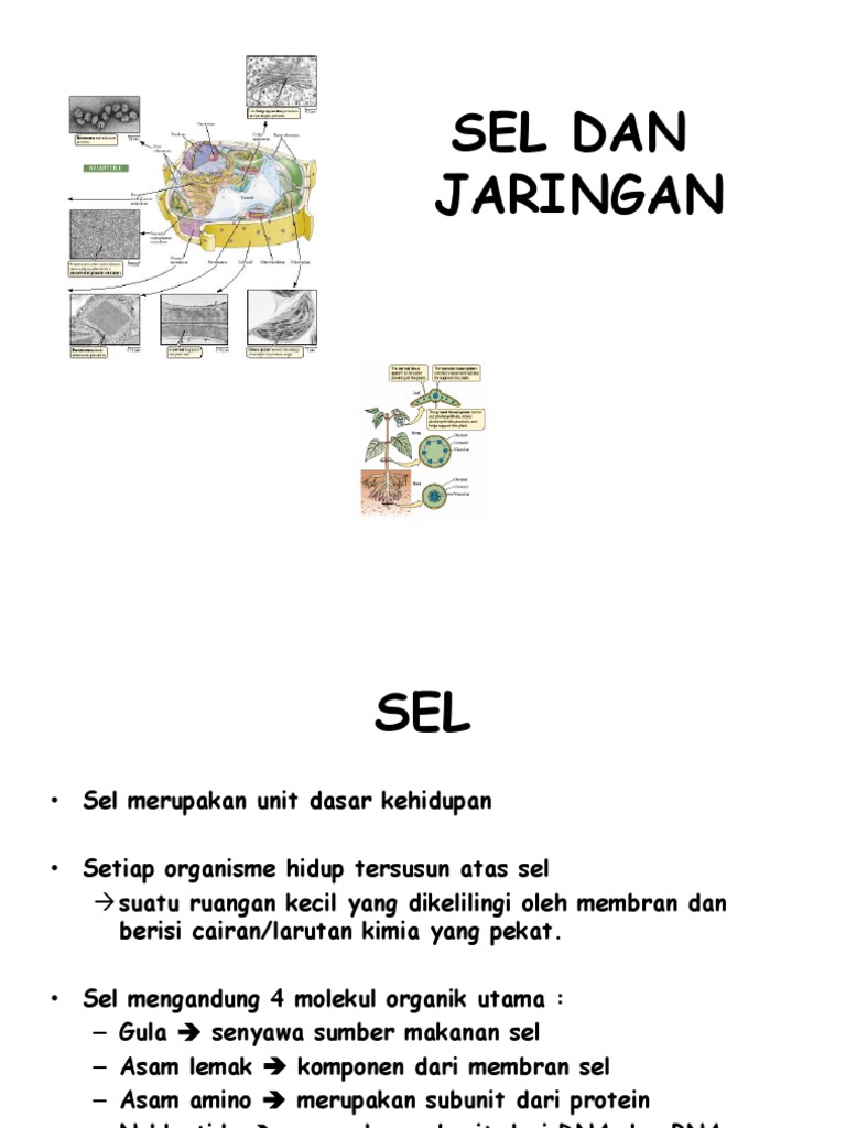 12 Sel Dan Jaringan