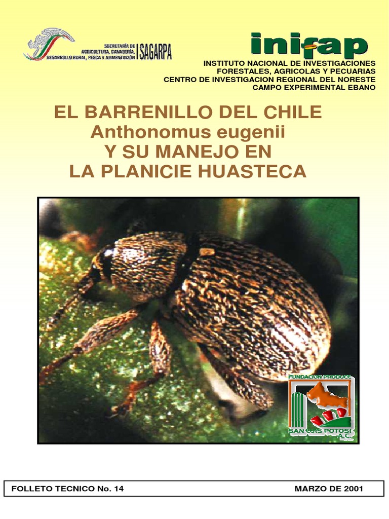 El Barrenillo Del Chile Anthonomus Eugenii y Su Manejo en La Planicie ...