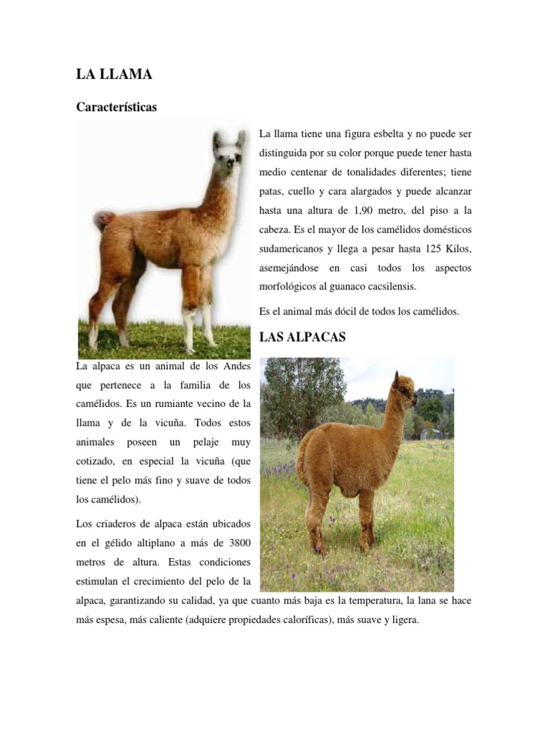 La Llama | PDF | Naturaleza