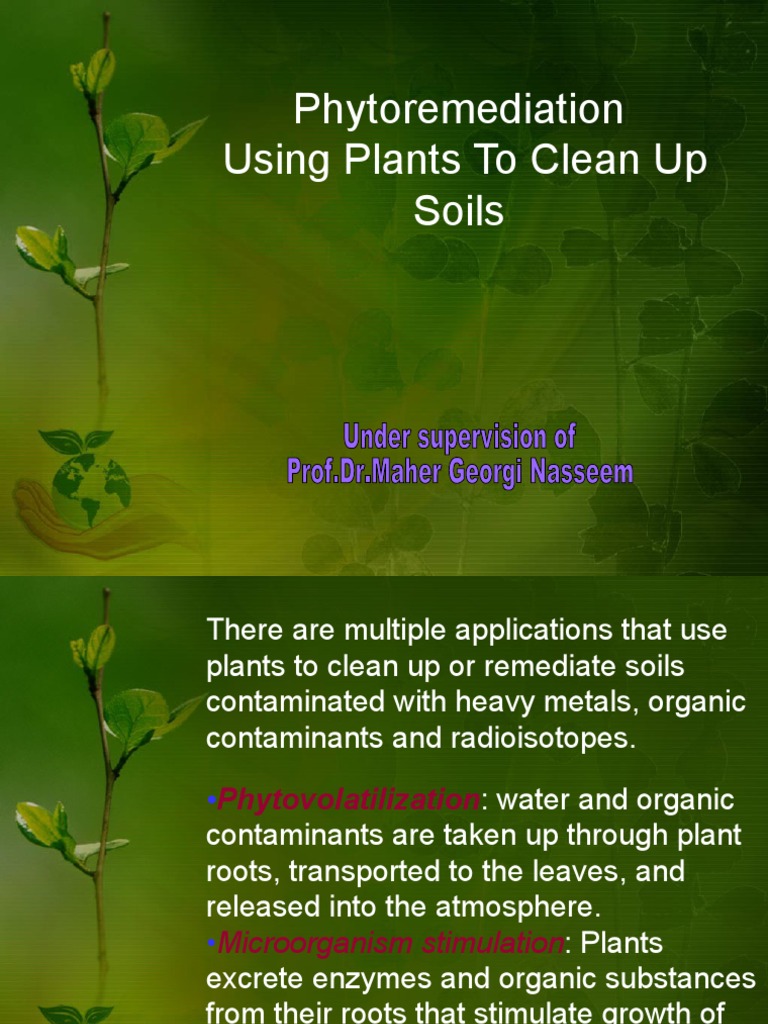 Phytoremediation Using Plants to Clean Up Soils | Horticulture And ...