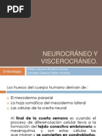 Sustancia Fundamental Amorfa y Forme | PDF | Tejido conectivo | Histología