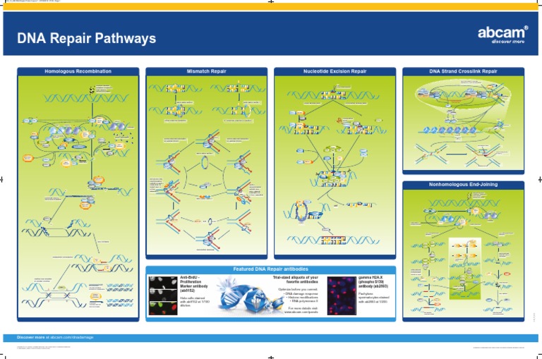 Dna Repair Pathways | PDF | Dna Repair | Macromolecules