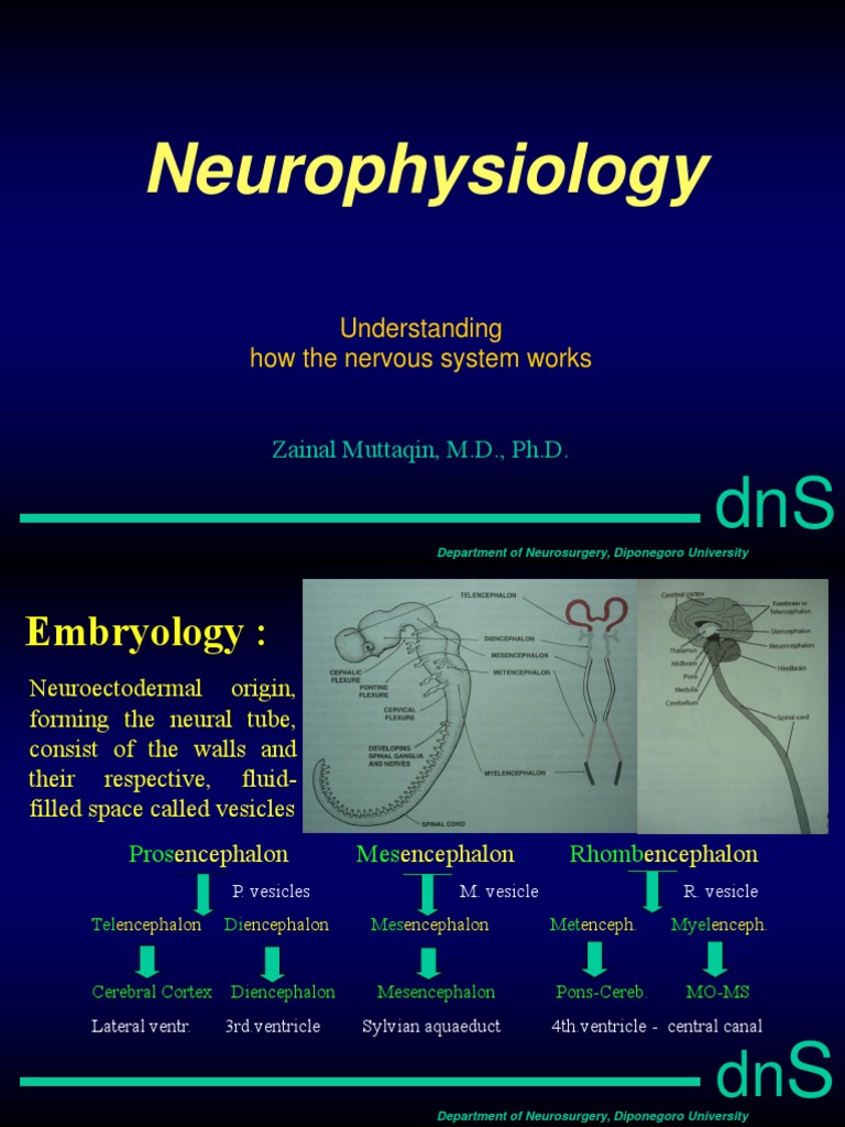 Neurophysiology | Cerebellum | Limbic System