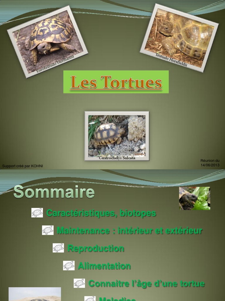 Les Tortues.pdf | Tortue | CITES