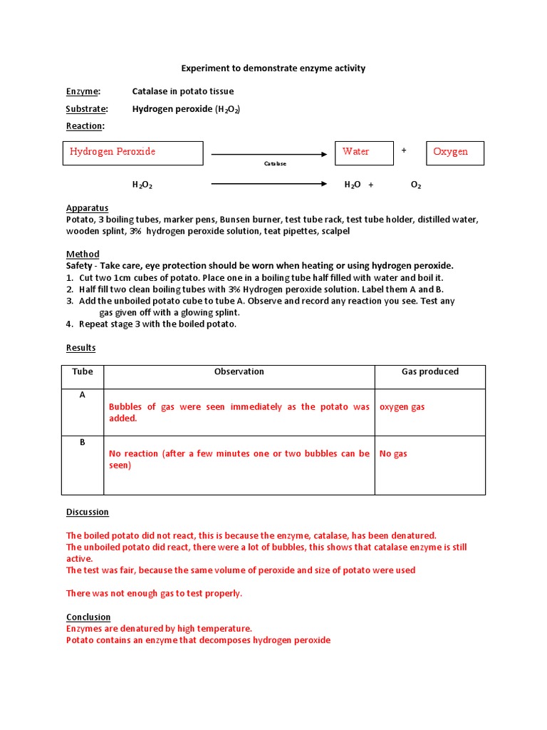 Experiment To Demonstrate Enzyme Activity Catalase and Potato | PDF ...
