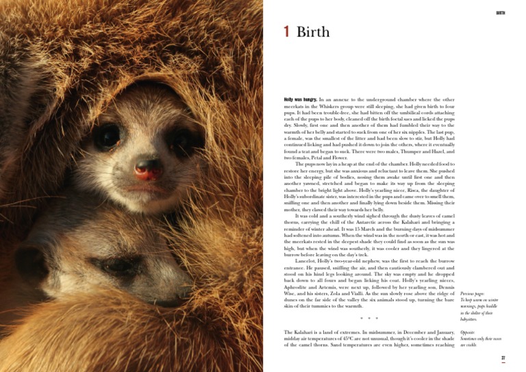 Tim Clutton-Brock: Meerkat Manor: Flower of The Kalahari | PDF ...