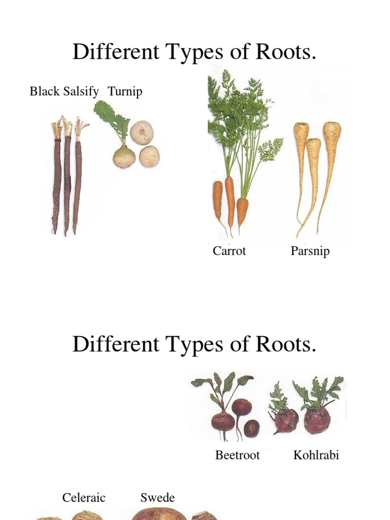 Different Types of Vegetables | PDF