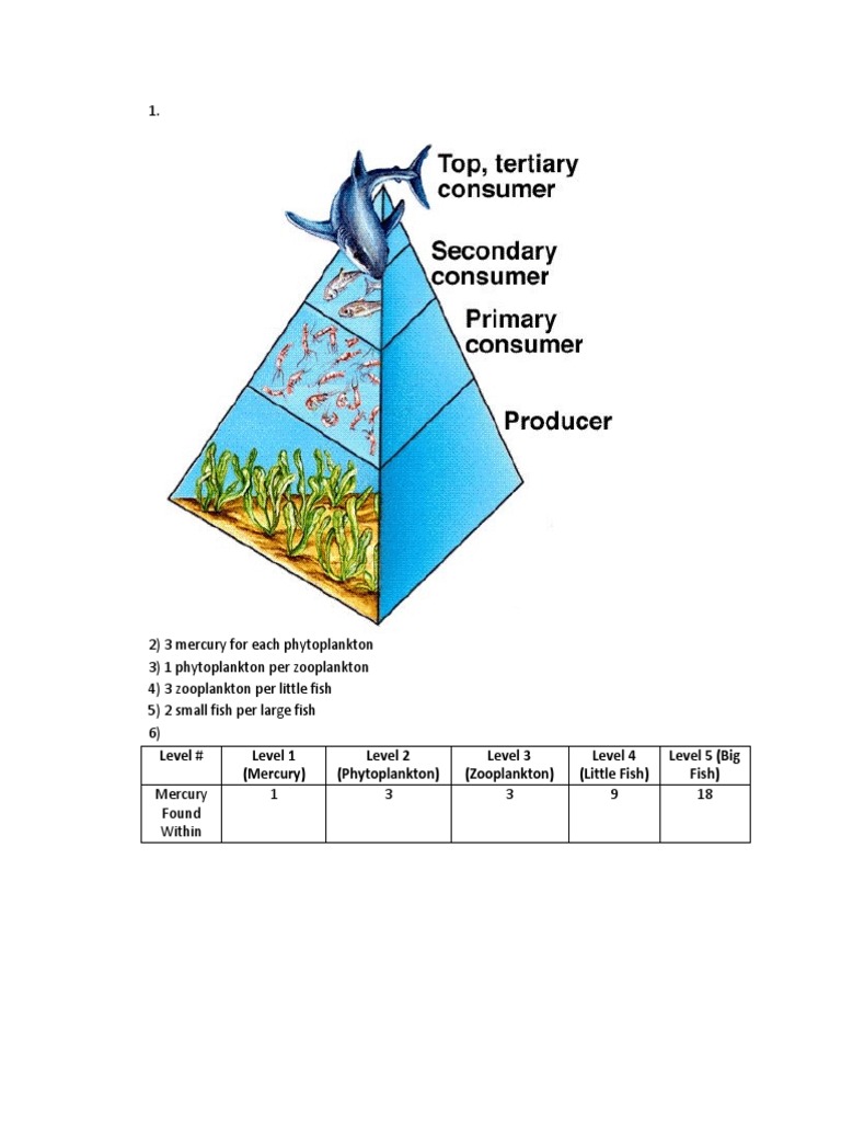 Biomagnification in Aquatic Food Chain | PDF