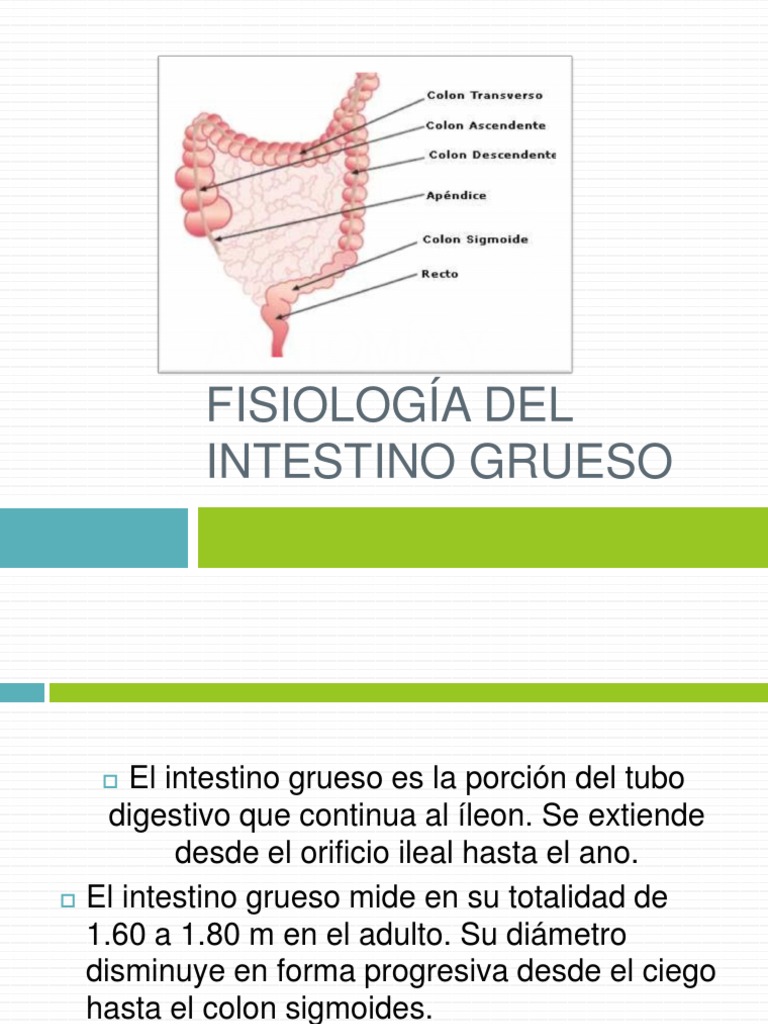 Anatomia y Fisiologia Del Intestino Grueso