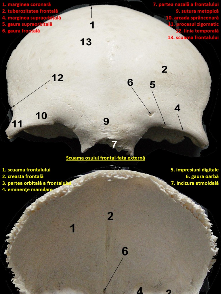 Imagini Oasele Capului | PDF