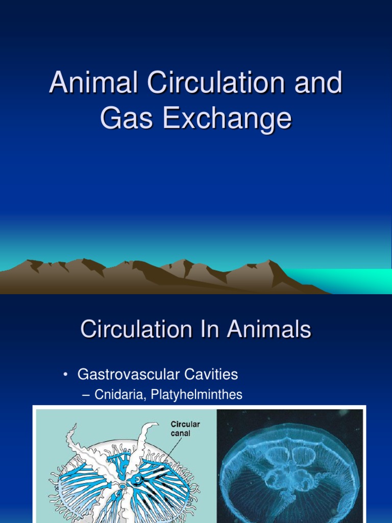 Animal Circulation and Gas Exchange Overview | PDF | Circulatory System ...