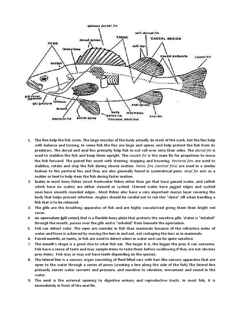 external-parts-of-fish-and-uses-fish-aquatic-organisms