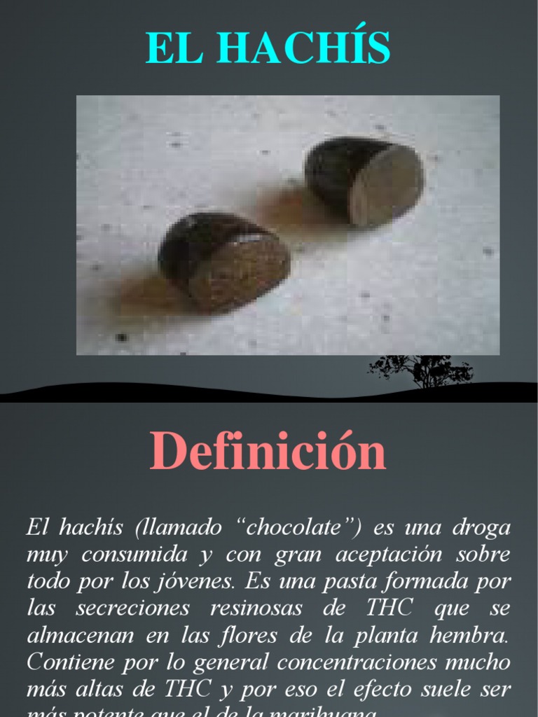 Hachís | PDF | Cannabis (Droga) | Medicina