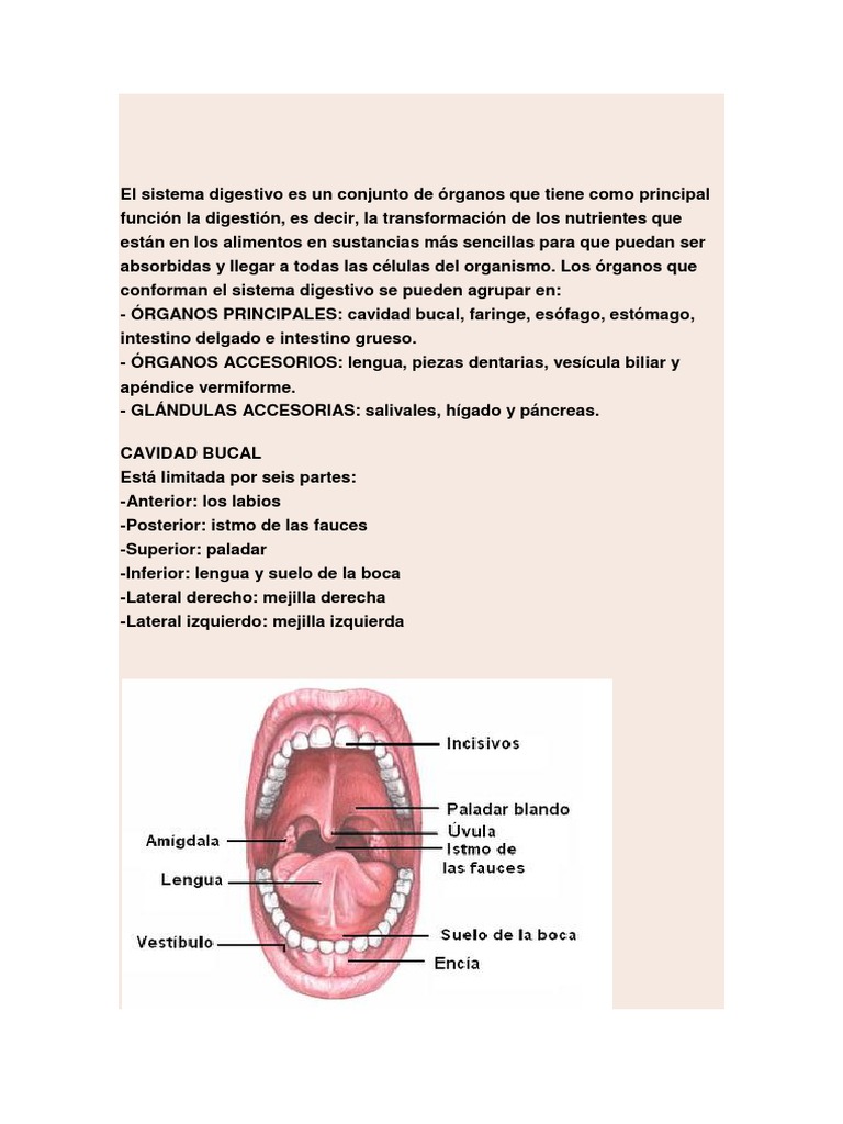 Anatomía y Desarrollo de La Boca y Los Dientes | PDF | Diente humano ...