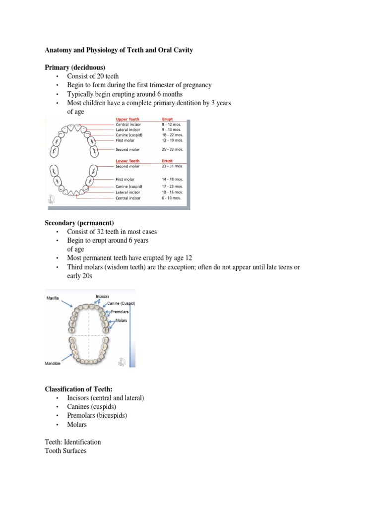 Anatomy and Physiology of Oral Structures | PDF | Human Tooth | Tooth ...