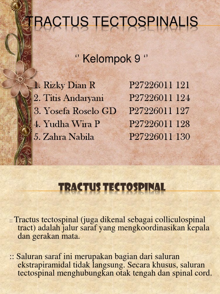 Tractus Tectospinalis | PDF