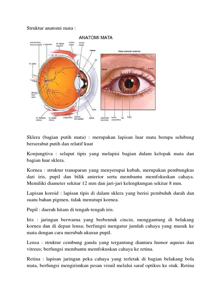 Struktur Anatomi Mata 1