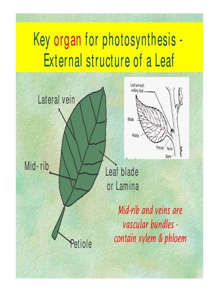 Chapter 7 Part 1 | Stoma | Leaf