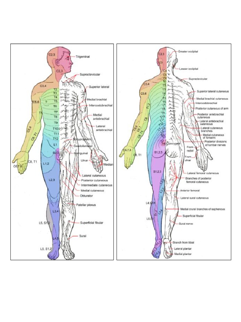 Dermatome Maps | PDF