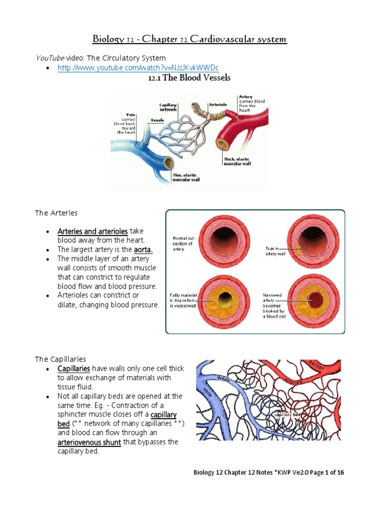 Cardiovascular System Overview | PDF | Atrium (Heart) | White Blood Cell